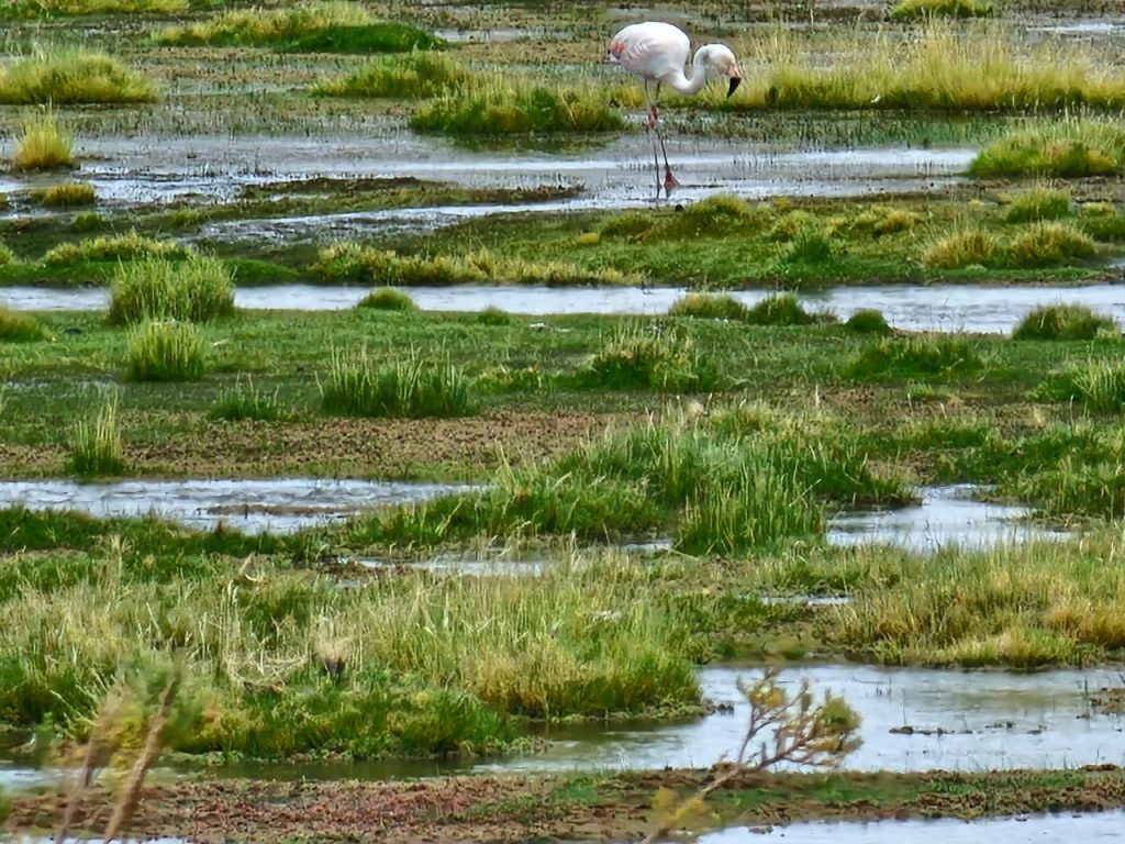 RUTA ALTIPLÁNICA: 4 DÍAS Y 3 NOCHES (Huasquiña-Colchane-Camiña ...